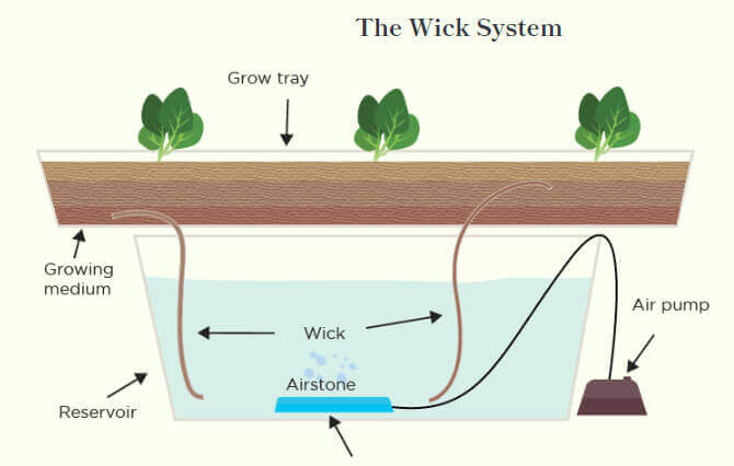 Hydroponics at home - where to start, benefits of the system and the ...