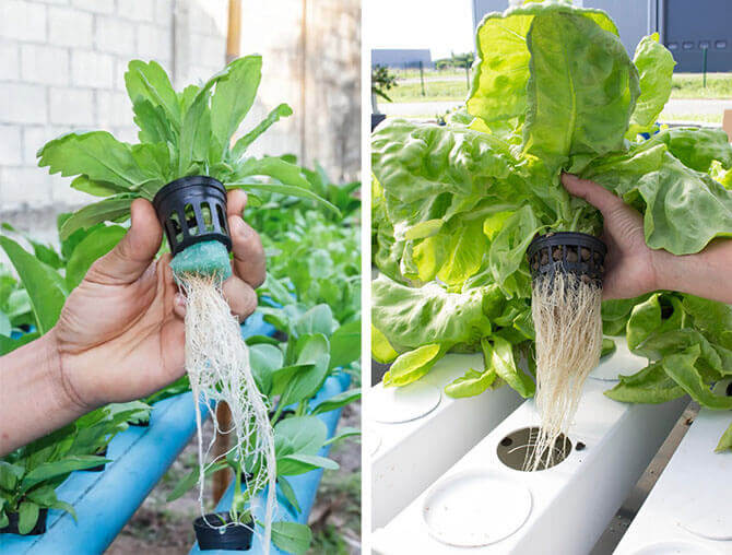 Hydroponics at home - where to start, benefits of the system and the ...