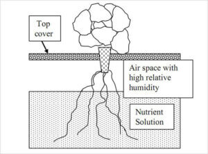Perfect Passive Hydroponic System: 5 Steps to Get Started.