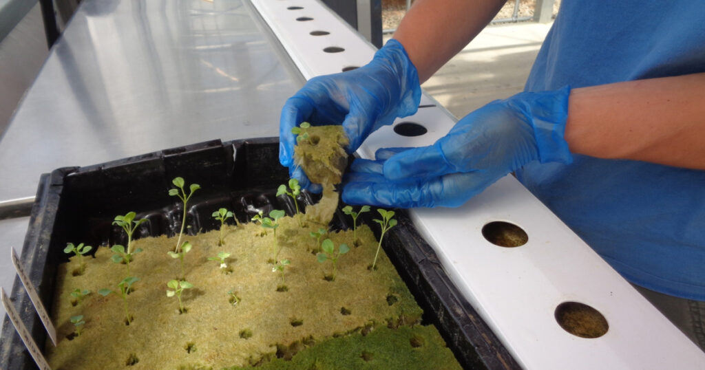Perfect Passive hydroponic system: 5 steps to get started.