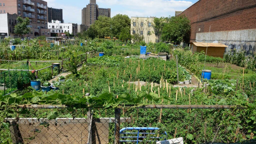 Urban Agriculture in 2025: A Growing Trend with Deep Roots