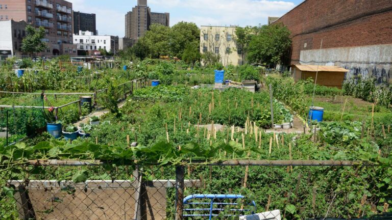 Urban Agriculture in 2025: A Growing Trend with Deep Roots