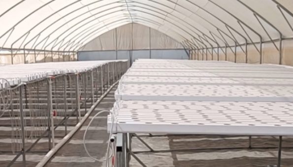 Revolutionizing Greenhouse Cultivation in Israel